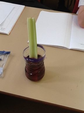 How does water transport through a plant? - Windy Nook Primary School