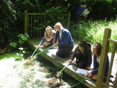 Year 6 – pond dipping! | Windy Nook Primary School