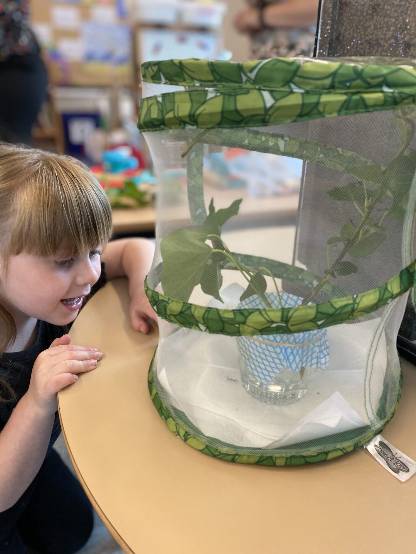 Looking after the stick insects | Windy Nook Primary School
