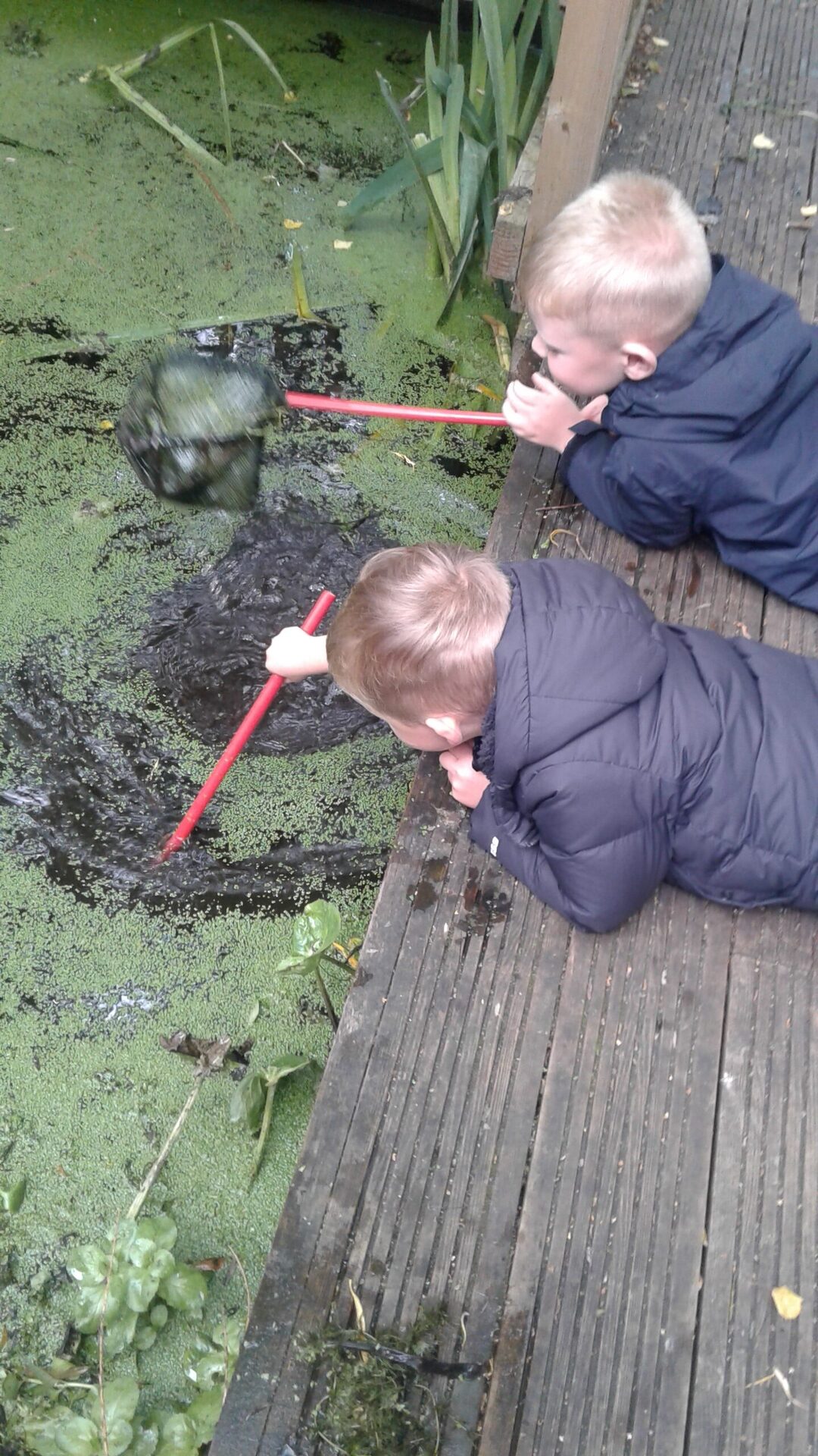 Pond Dipping | Windy Nook Primary School