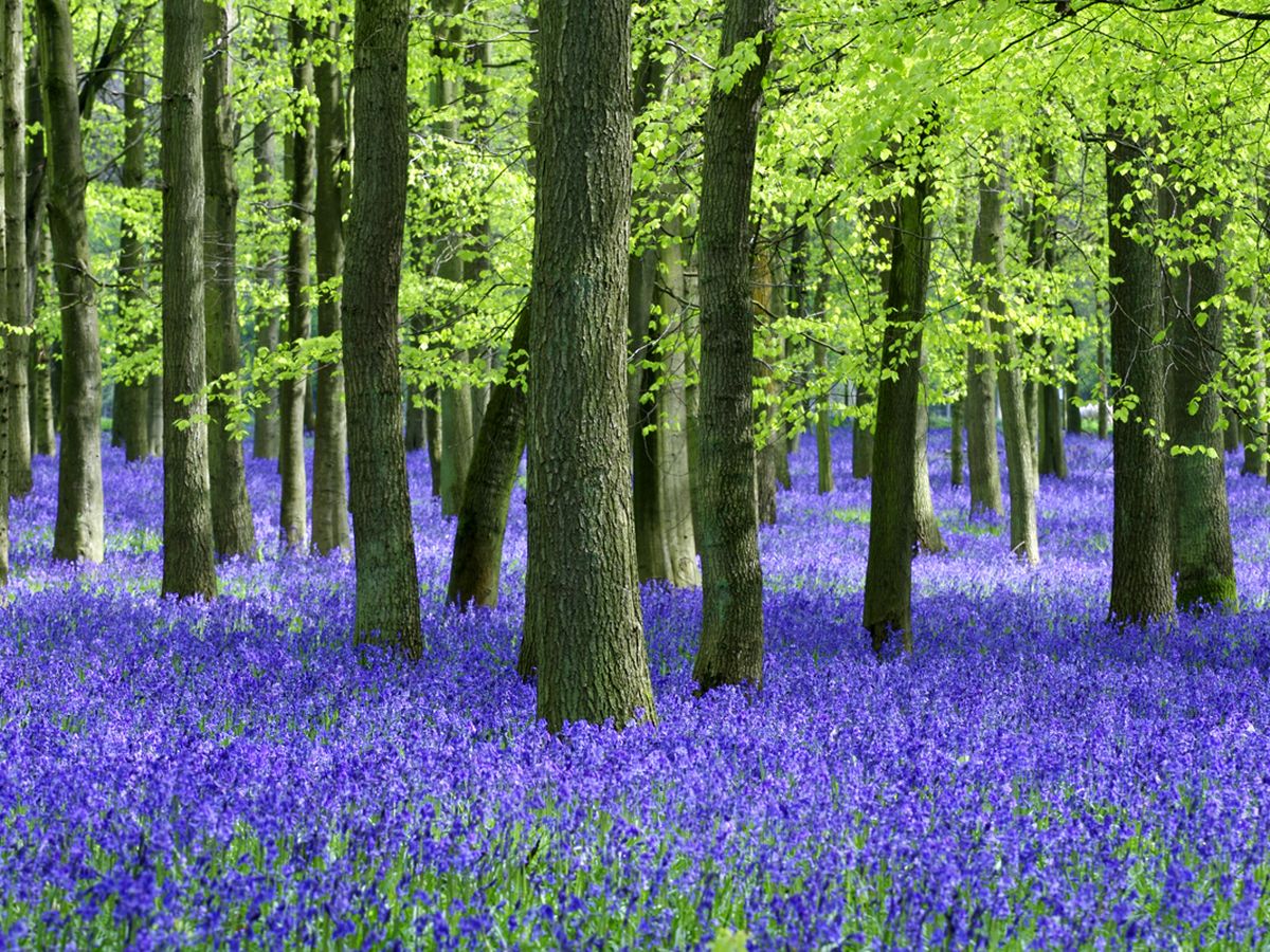 Beeches | Windy Nook Primary School