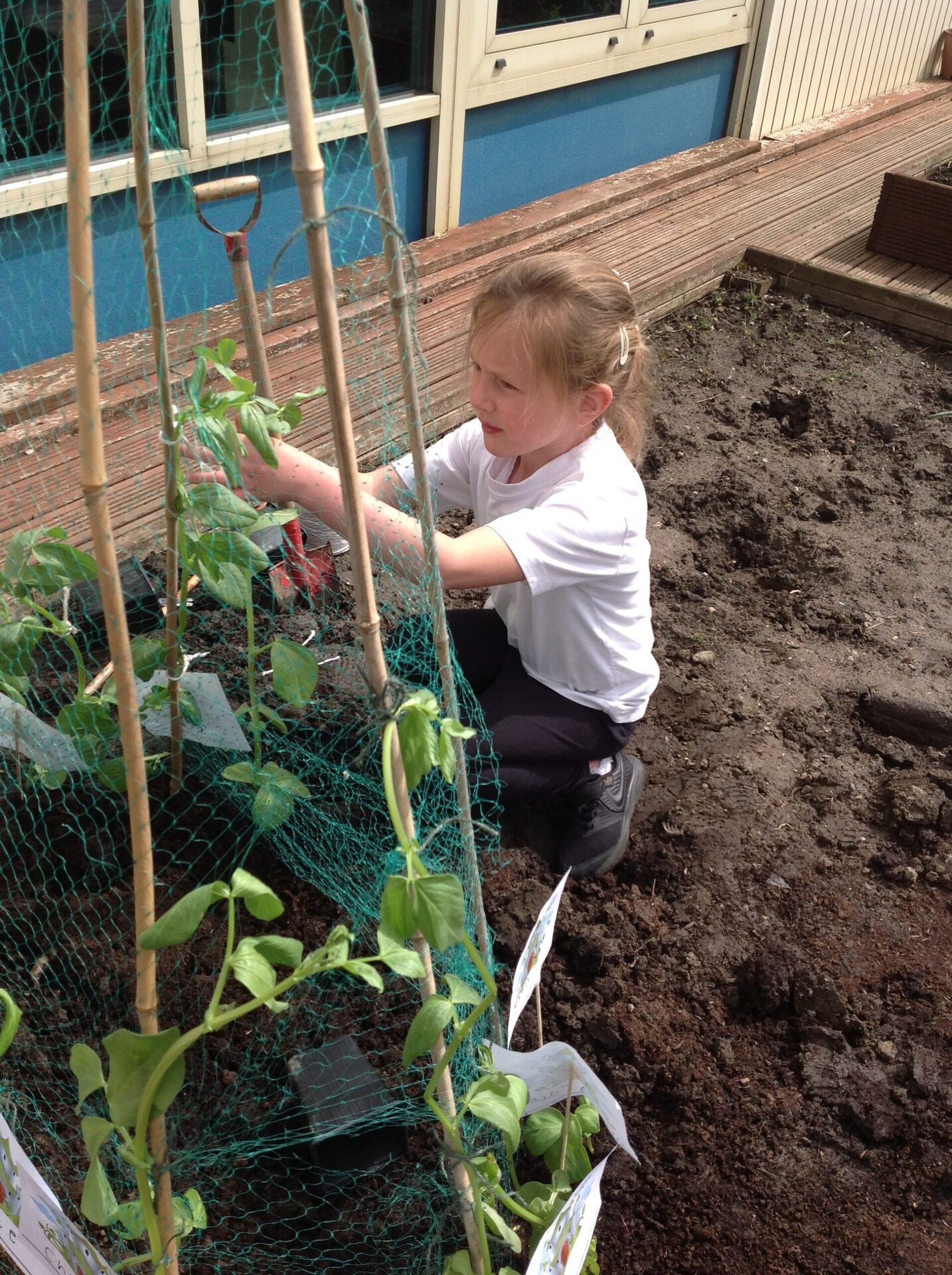 Beanstalks growing up to the castle | Windy Nook Primary School