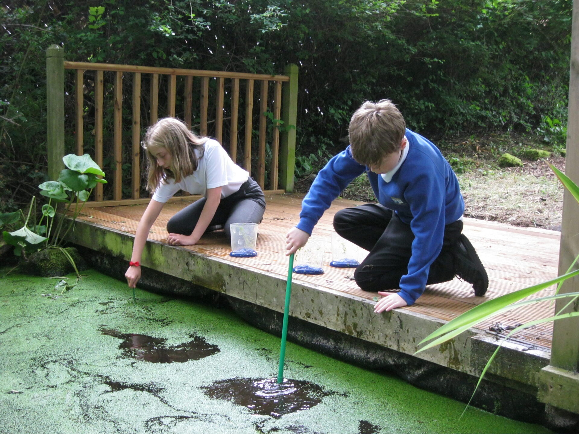 Elms look for Pond Life! | Windy Nook Primary School